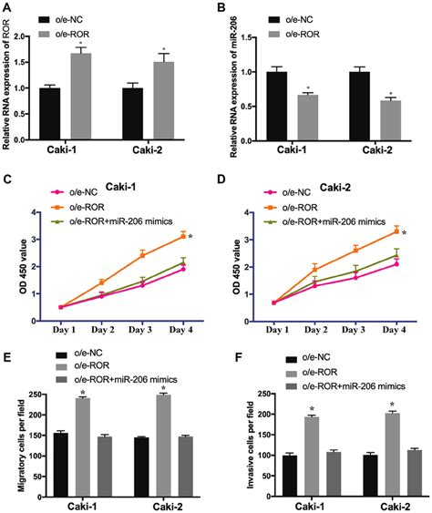 Oe Ror Promotes The Proliferation Migration And Invasion Of Rcc Cells