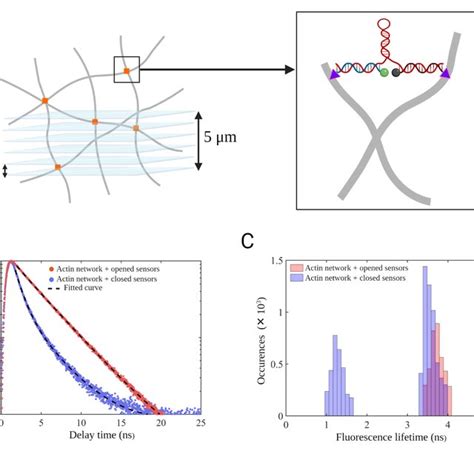 Fluorescence Lifetime Imaging Microscopy Flim Of In Vitro Actin