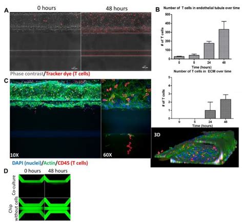 High Throughput 3d Cell Migration Assays In Organ On A Chip