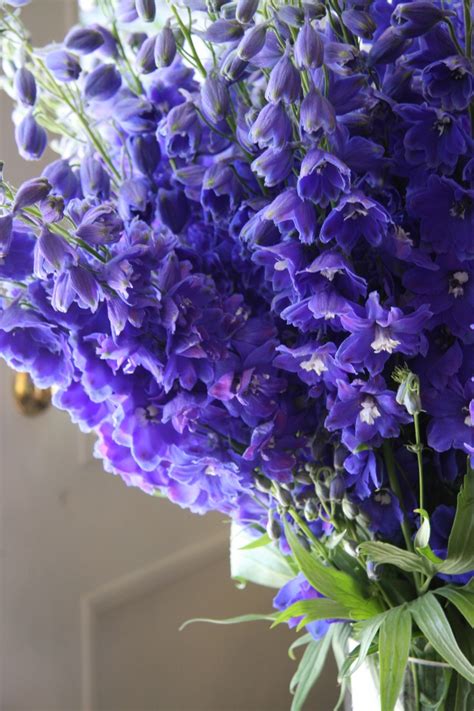 Delphinium Blue Candle