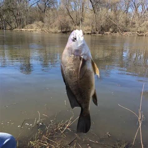 Guide To Freshwater Drum Aplodinotus Grunniens Pond Informer