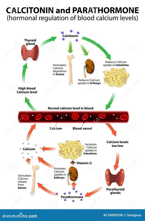 Calcitonin Is The Agonist To Pth Stock Vector Illustration Of Osteon