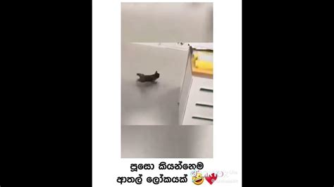 පුසො කියන්නෙම ආතල් ලොකයක් අමතක කරන්න එපා මාව සප් කරන්න Youtube