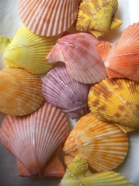Colorful Scallop Pectin Seashell Pairs Small Pectin Etsy