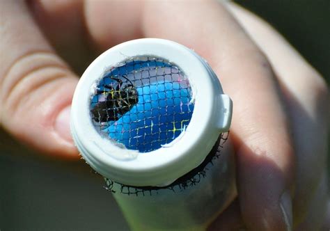 Preeti Choudhary On Linkedin How Mark Recapture Methods Can Validate Wild Bee Sampling Protocols