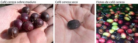 Clasificación Y Selección De Los Granos De Café Cereza Mundo Cafeto