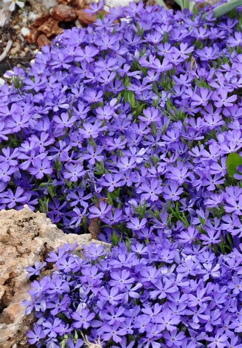 Creeping Phlox Phlox Subulata Violet Pinwheels From Growing Colors