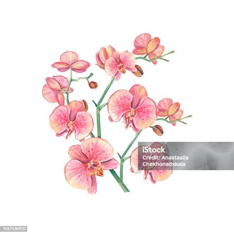 흰색 바탕에 난초 가지입니다 열대 분홍색 꽃의 수채화 그림입니다 난초 꽃다발이 든 엽서 배경 디자인 팩 스파 템플릿에 대한 꽃 식물 그림 0명에 대한 스톡 벡터 아트 및