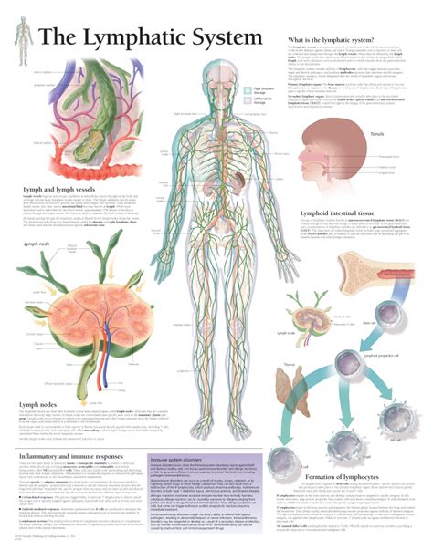 Lymph Nodes Diagram Female