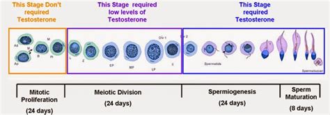 Dr Sherazi Foundation Spermatogenesis