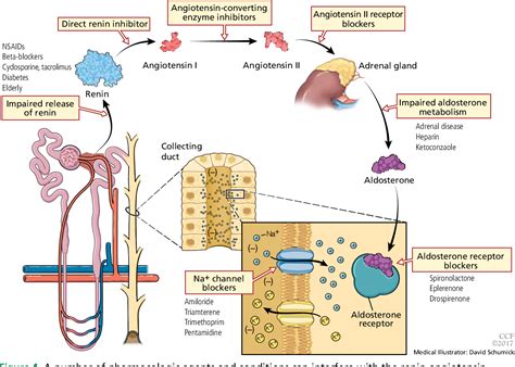 Figure From Diagnosis And Treatment Of Hyperkalemia Semantic Scholar