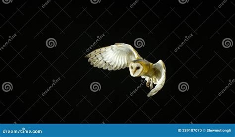 Barn Owl Tyto Alba Adult In Flight Normandy In France Stock Photo