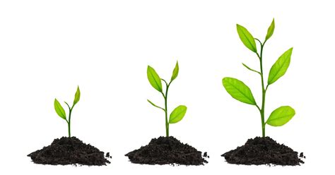 What Are The Details Of Tree Growth Botanical Epistemology