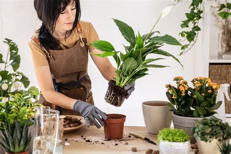 Australian Grow Guide Spider Lily Hymenocallis Ultimate Backyard