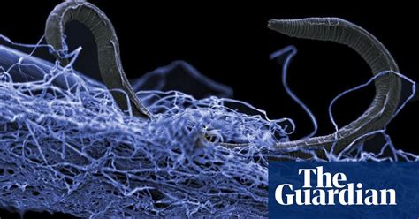Scientists Identify Vast Underground Ecosystem Containing Billions Of