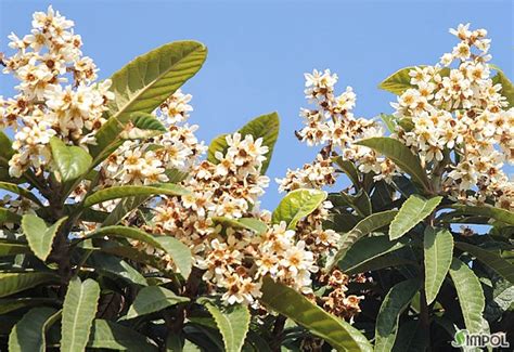 비파나무 접목 대방 포트 관상수 특용수 유실수 묘목 조경 인테리어 심폴