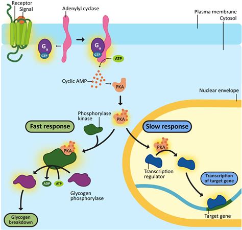 Cell Signaling Fundamentals Of Cell Biology