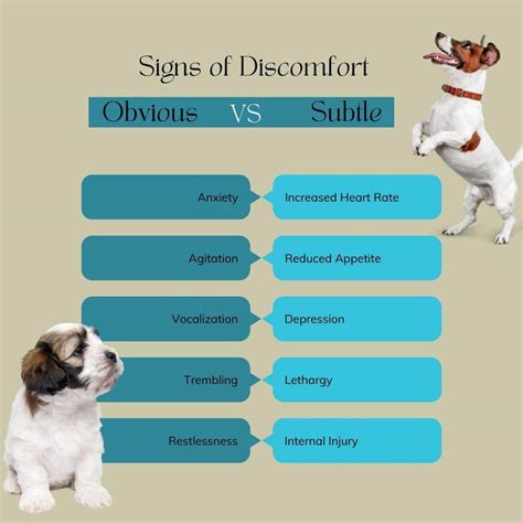 How To Know If Your Dog Is In Pain Discomfort Signs And Symptoms