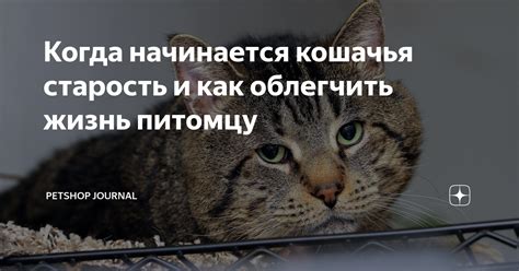 Когда начинается кошачья старость и как облегчить жизнь питомцу