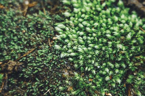 Moss Grass Weeds Free Photo On Pixabay Pixabay