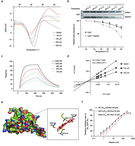 Nepetin Binds To And Inhibits Clpp Activity A The Binding Between