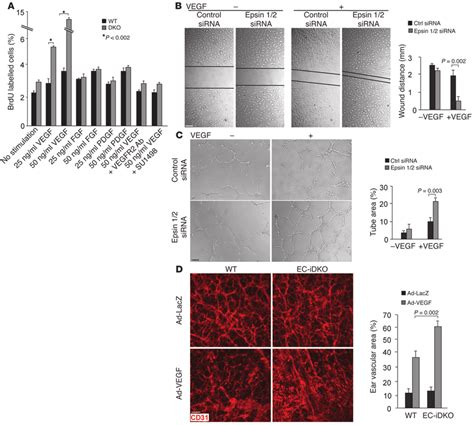 Loss Of Endothelial Epsins 1 And 2 Augments Ec Proliferation And