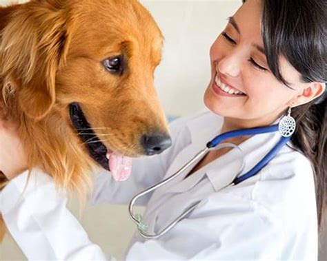 Vet Services Cape Coral Pet Vet
