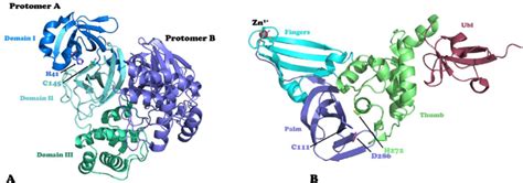 Three Dimensional Structures Of The Sars Cov 2 Proteases Mpro A And