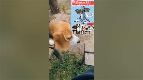 что нужно купить перед поивлением щенка Youtube