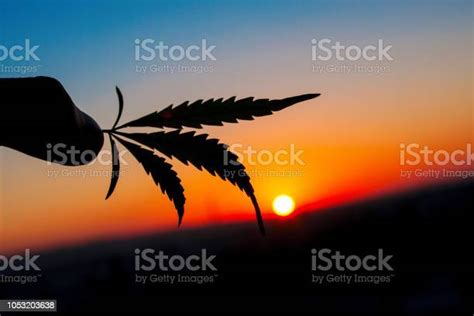 일출에서 마리화나 잎을 들고 손의 실루엣입니다 햇빛과 일몰 하늘의 배경에 마리화나 잎 Cannabis Indica에 대한 스톡