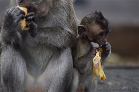 Singe Banane Photo Gratuite Sur Pixabay Pixabay