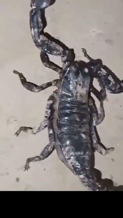 بچھو سے علاج Youtube