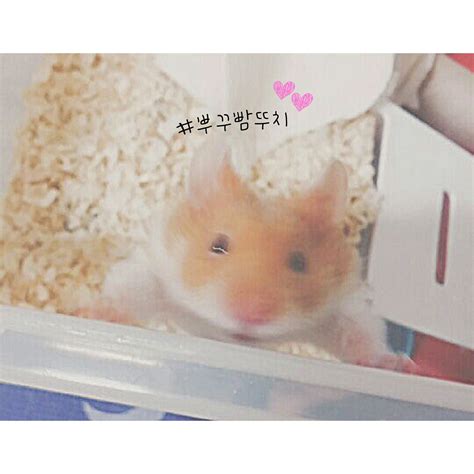 뚜둠뽀렛 피피 뚜치 4달전 뚜치 와 지금의 뚜치 여전히 우리 뚜치는 비글이구 사랑스럽다 오늘