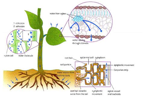 Xylem The World Of Plants Bbc Bitesize Gcse Biology Single Science