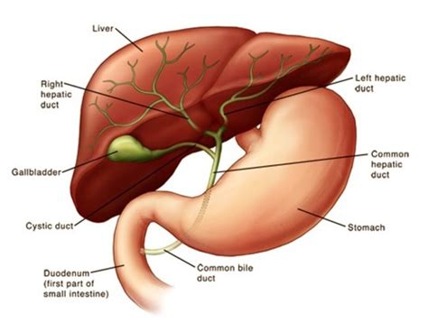 What Is Gallbladder Sludge Dr Abhimanyu Kapoor