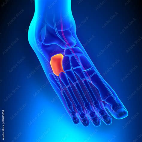 Cuboid Bone Anatomy With Circulatory System Stock Illustration Adobe