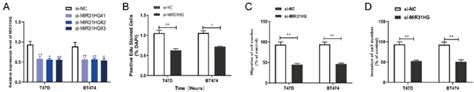 Knockdown Of Mir31hg Can Inhibit The Proliferative Migration And