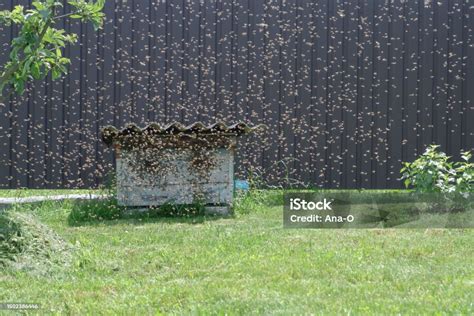 꿀벌 떼가 오래된 버려진 벌통으로 날아갔습니다 벌집 근처에서 날아 다니는 꿀벌 무리 파리 떼 꿀벌 0명에 대한 스톡 사진 및 기타 이미지 Istock