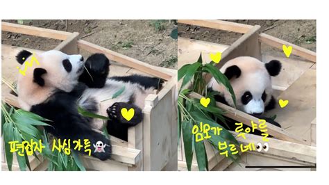 루이바오 직캠 가로ver퇴근거부 아이바오 Youtube