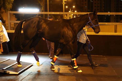 富衛保險冠軍賽馬日海外代表抵港圖輯 賽馬新聞 香港賽馬會