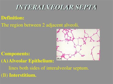 Interalveolar Septum Histology
