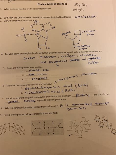 Solved Nucleic Acids Worksheet Mdm 1 What Elements Atoms