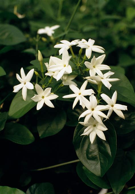 Jasminum Sambac Arabischer Jasmin Bild Kaufen 12216677