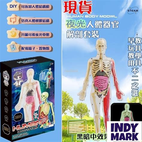 出貨免運滿減🌟人體器官模型 肌肉內臟模型 人類骨骼模型 人體器官軀幹拼圖 人體科學玩具 醫學模擬人體骨骼 仿真人體器官 蝦皮購物