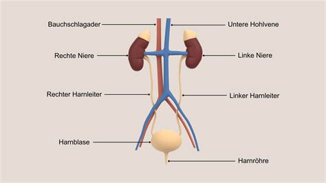 Harnleiter Lage Funktion And Symptome Schwabe Austria