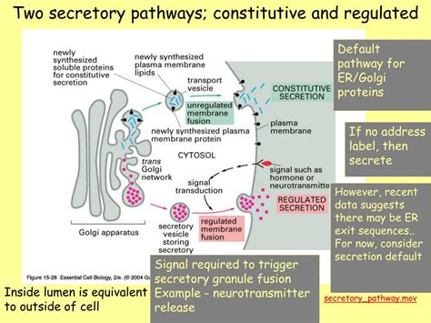 Ppt Protein Trafficking Powerpoint Presentation Free Download Id 5141693