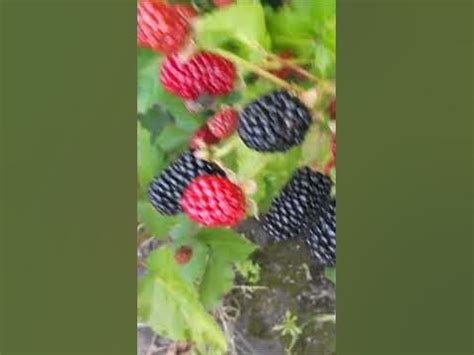 Ежевика Блэк джем 3#shorts - YouTube