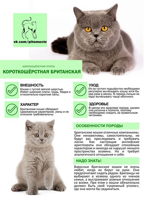 Чем кормить котенка 2 месяца домашняя еда