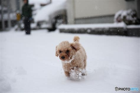 犬は喜び 庭かけまわり♪ By ごーし （id：6355524） 写真共有サイトphotohito
