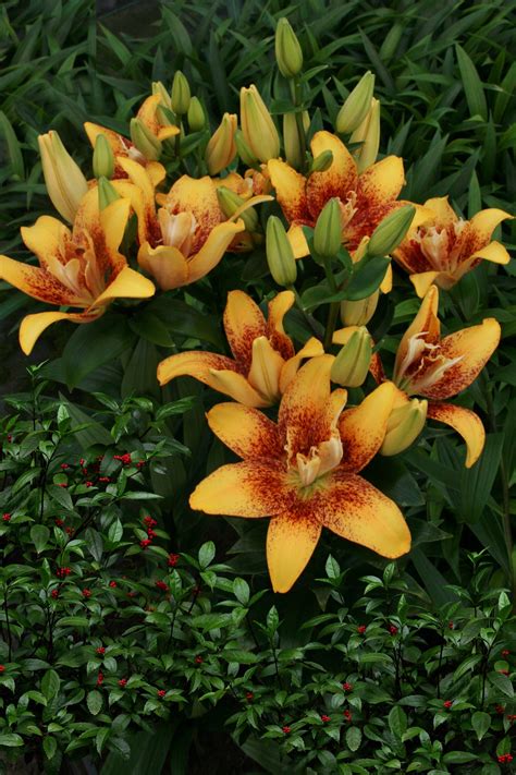 Double Nugget Lily Bulb
